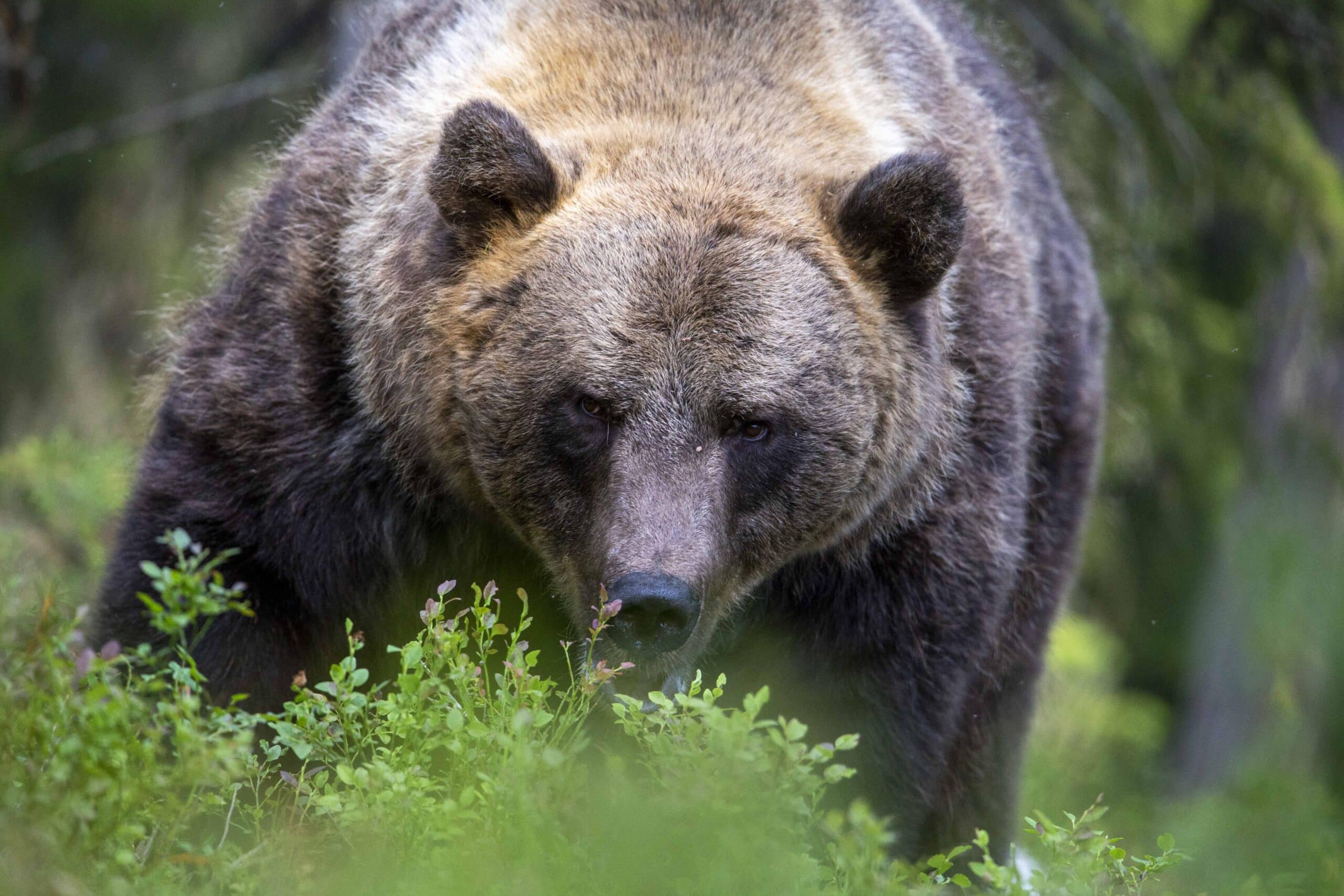 Wildlife observation - Kuhmo